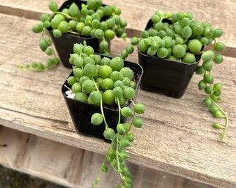 2.5 Variegated String of Buttons Crassula Perforata - Etsy