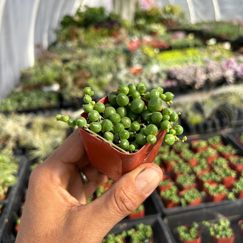 String of Pearls Succulent - Etsy