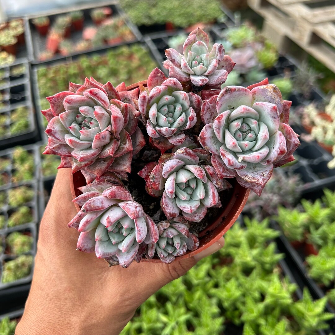 Echeveria blue Bird Cluster Bare Root - Etsy