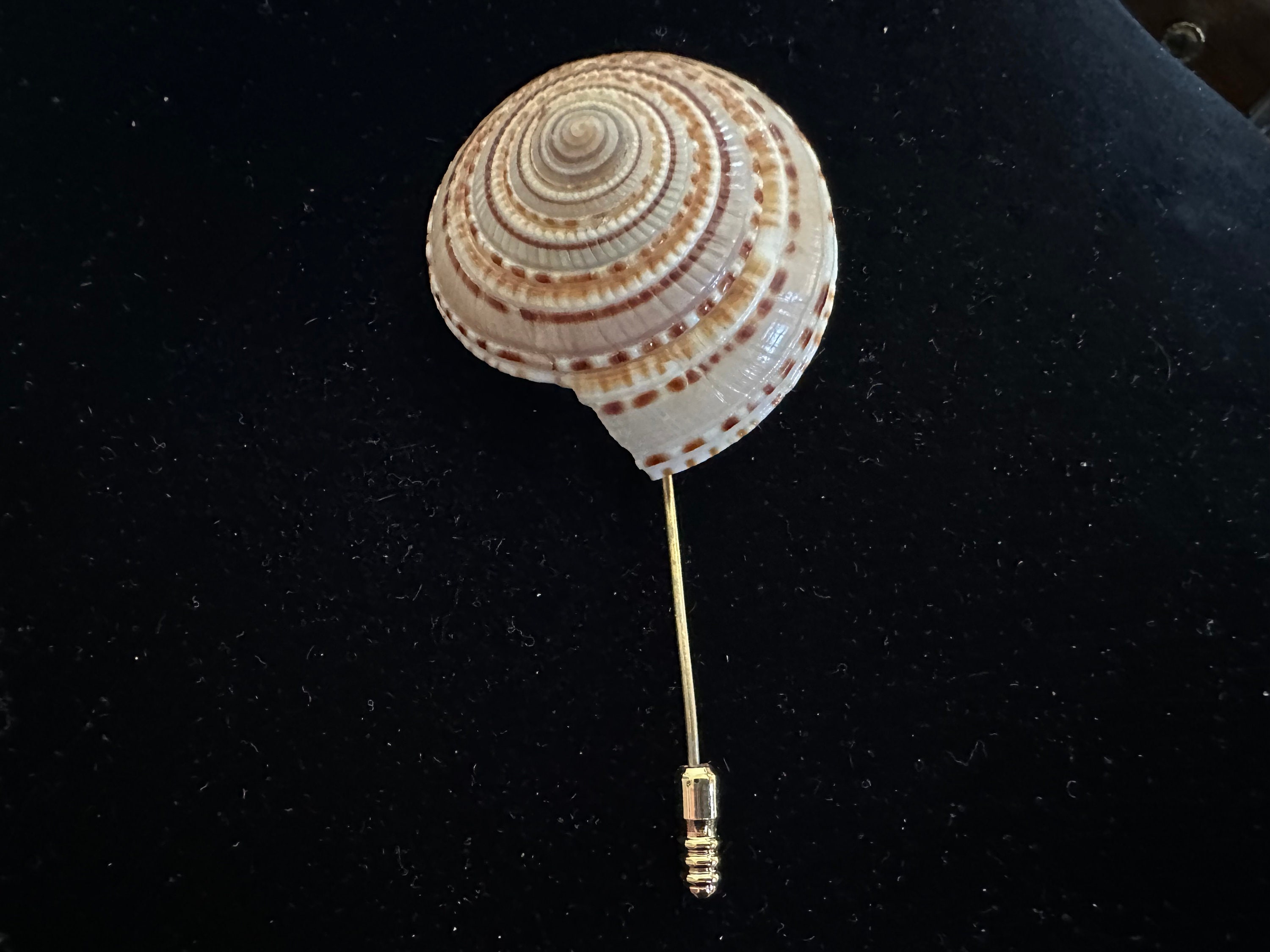 Miriam Haskell Seashell/nautilus Shell Stick Pin 2130 - Etsy