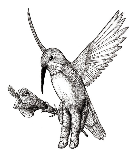 Metamorphosis IV: The Humming-Bird | Etsy