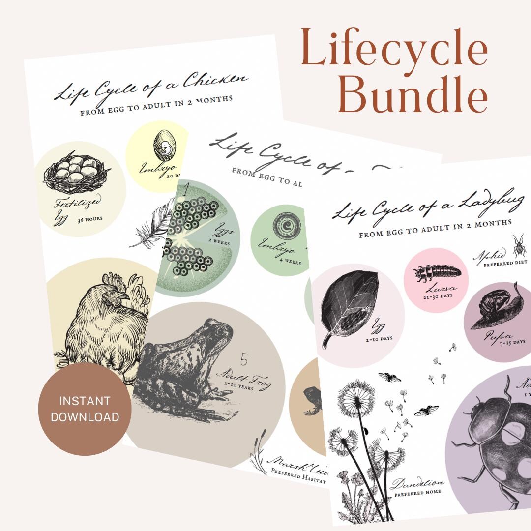 Lifecycle Posters: Frog, Ladybug, Chicken | Nature Study Printables ...
