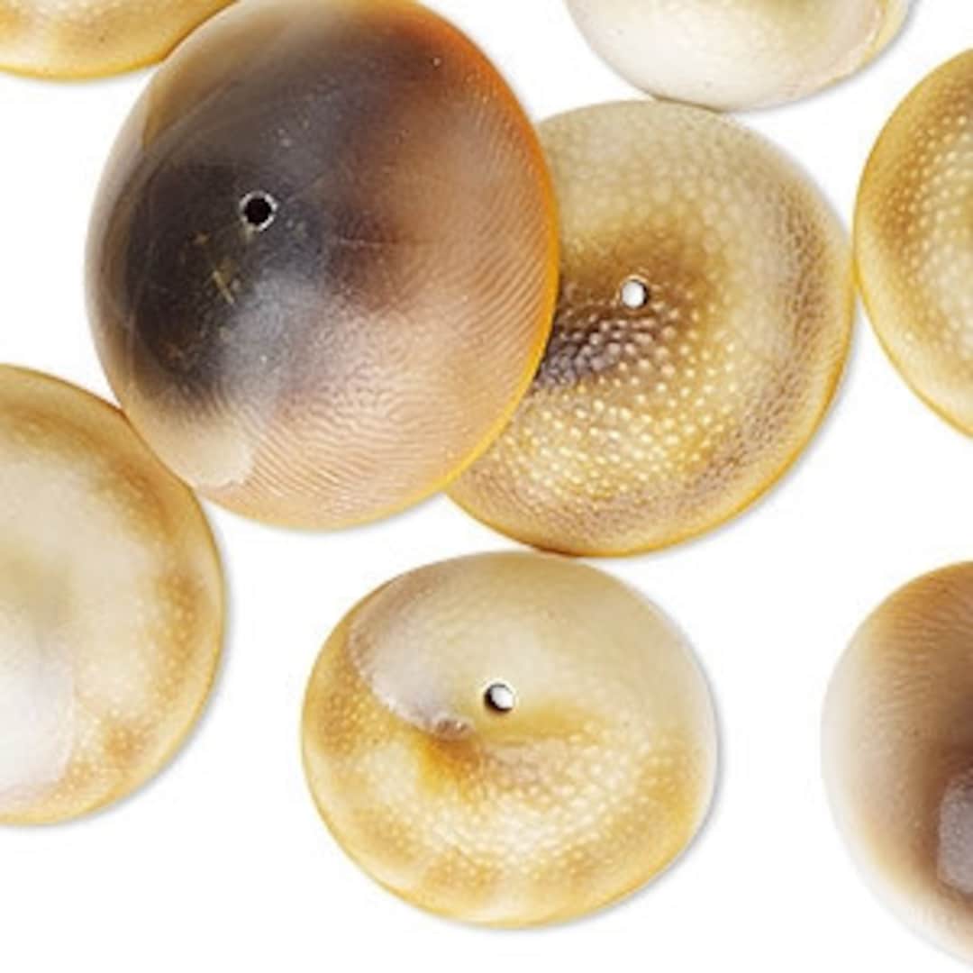 Shell Beads Eye of Shiva Natural Browns Golden 16mm to - Etsy