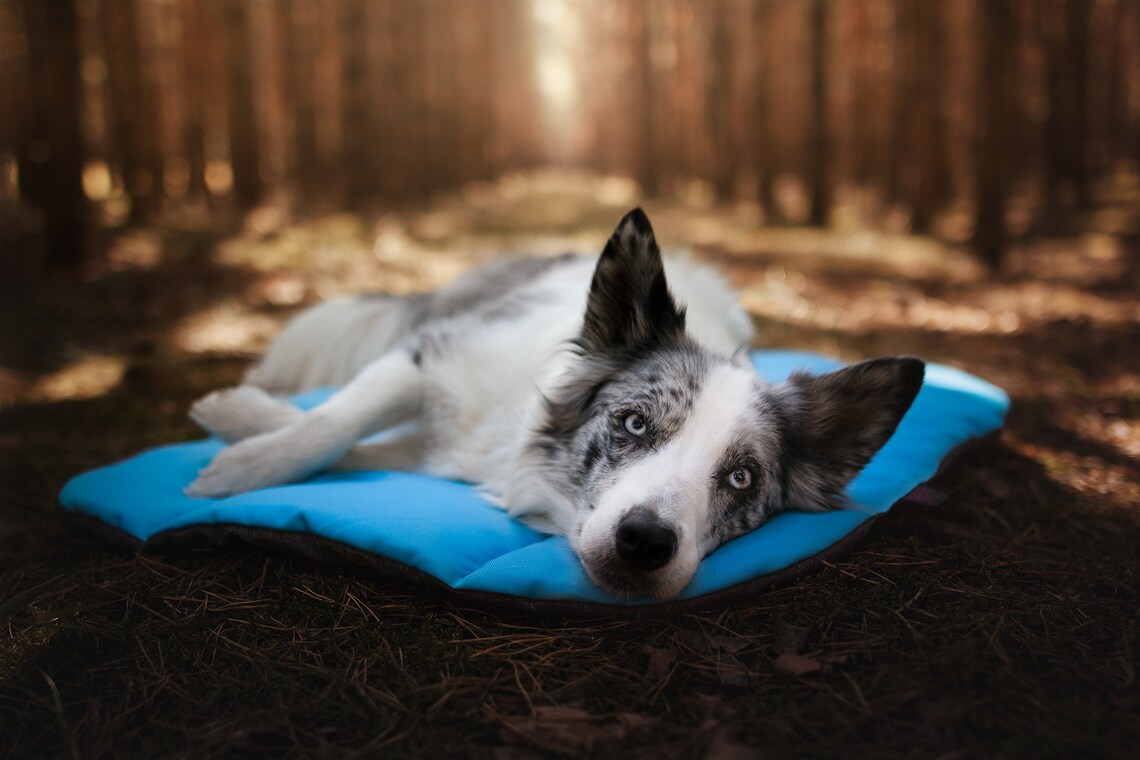 Travel Mat for a Dog Outdoor Dog Mat Roll up Dog Mat | Etsy