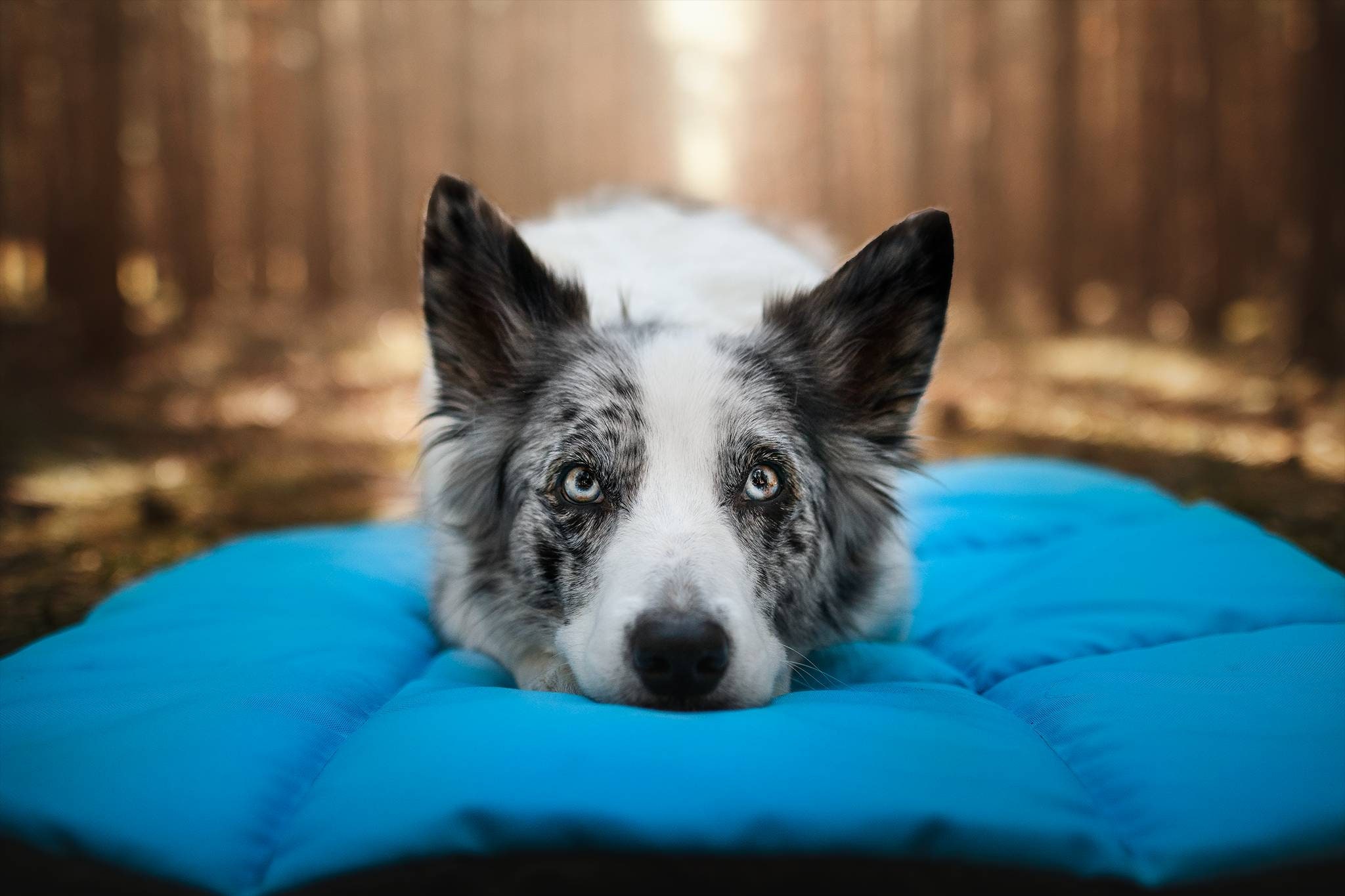 Universal Dog Mat Dog Crate Mat Outdoor Dog Mat - Etsy