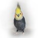 The Felt Bird Cockatiel. Handmade Felted Bird. the Most Widely Kept ...