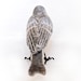 Northern Mockingbird - Felting Realistic Toy - the State Bird of ...