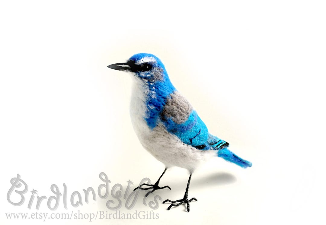 California Scrub-jay - Acorn Lovers Living in Backyards All Over ...