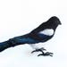 Eurasian Magpie - 1/2 Scale Felted Naturalistic Doll - Etsy