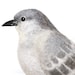 Northern Mockingbird - Felting Realistic Toy - the State Bird of ...