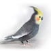 The Felt Bird Cockatiel. Handmade Felted Bird. the Most Widely Kept ...