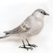 Northern Mockingbird - Felting Realistic Toy - the State Bird of ...