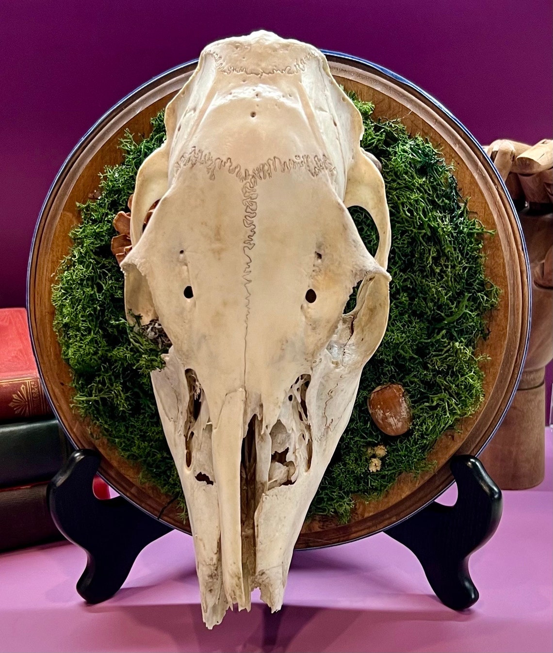 Deer Doe Skull Wall Hanging With Natural Elements Pinecones Wasp Nest ...