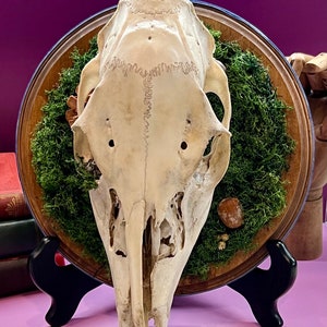 Deer Doe Skull Wall Hanging With Natural Elements Pinecones Wasp Nest ...