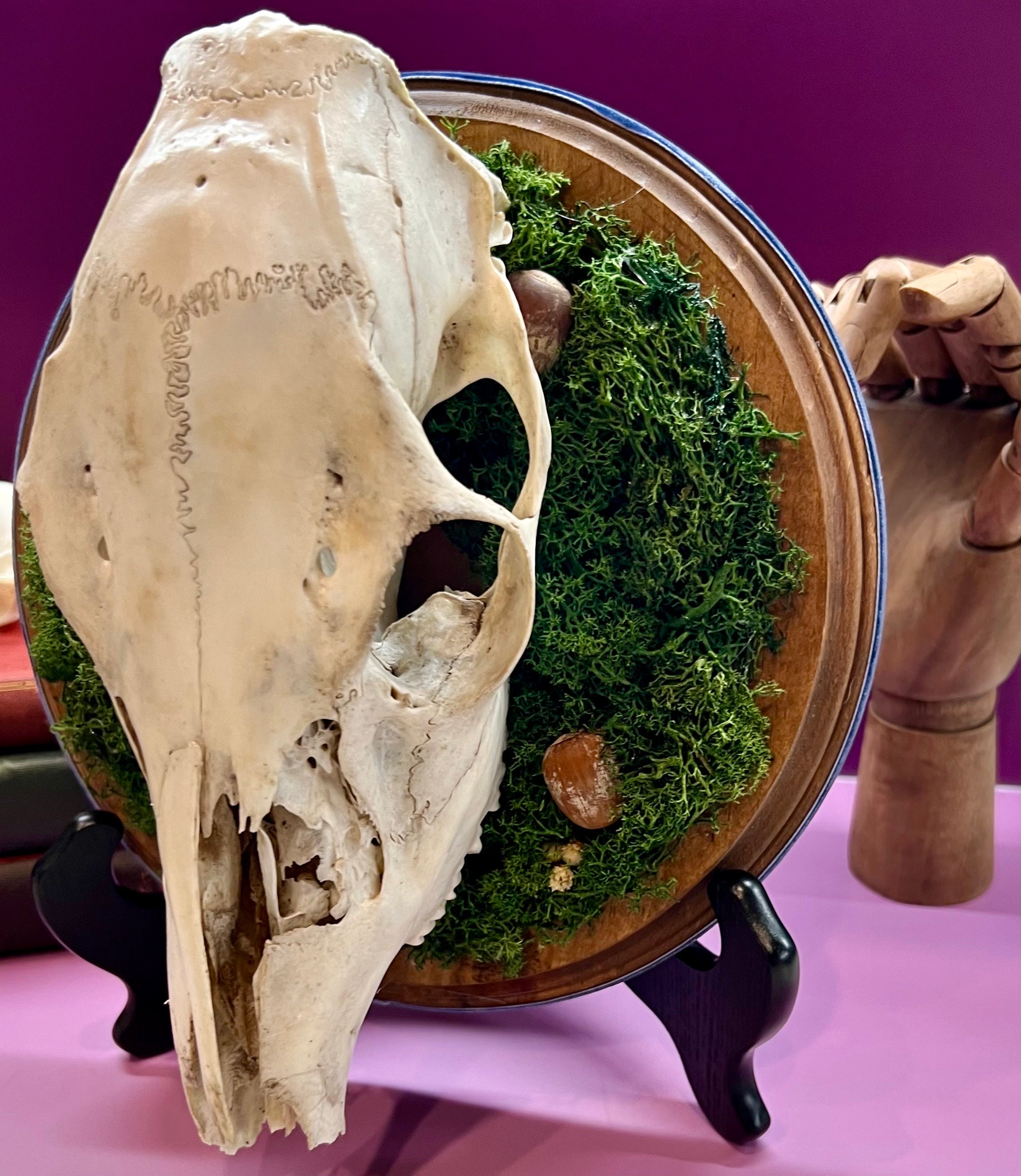 Deer Doe Skull Wall Hanging With Natural Elements Pinecones Wasp Nest ...