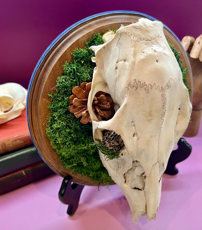 Deer Doe Skull Wall Hanging With Natural Elements Pinecones Wasp Nest ...