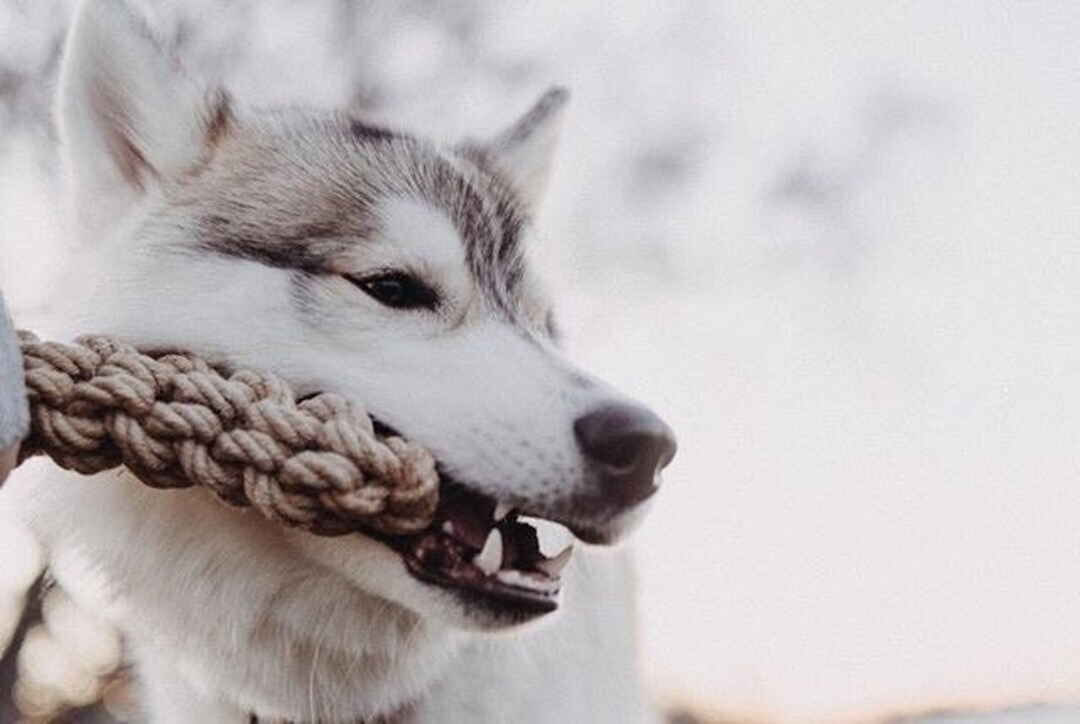 Hemp Dog Toy Tough Rope Dog Toy for Puppy Toy for New Dog Owner Organic ...