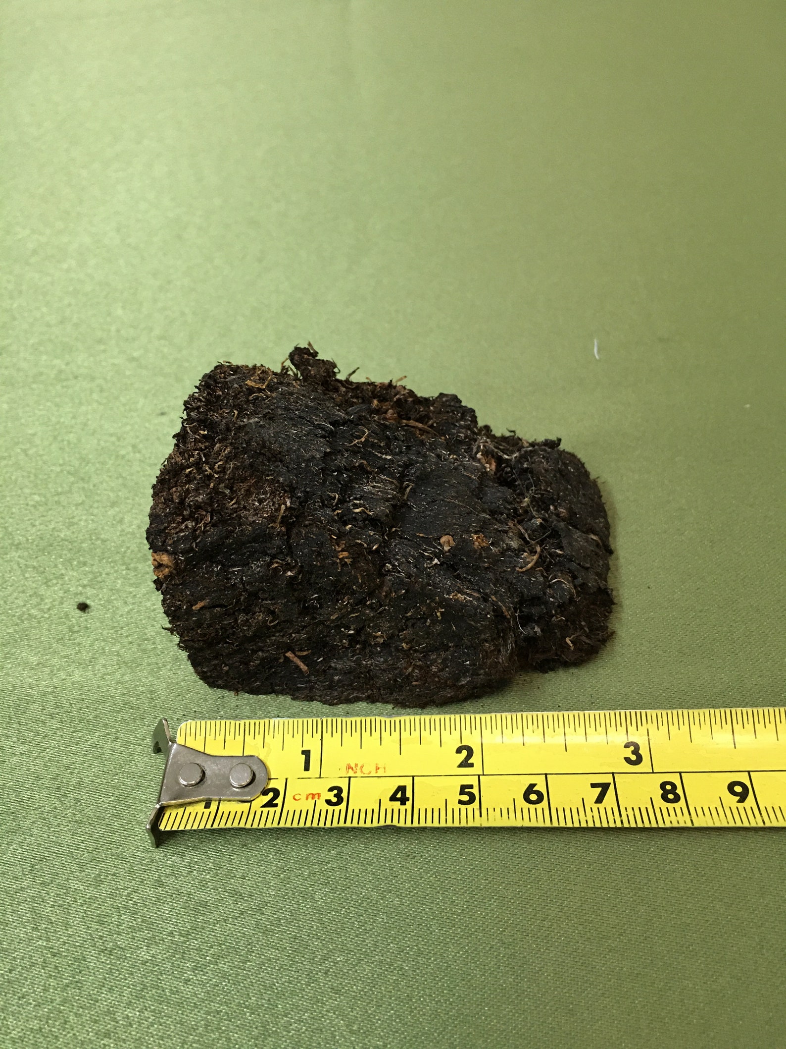 Genuine Ancient Scottish Peat Scots Souvenir 3000 Year Old - Etsy