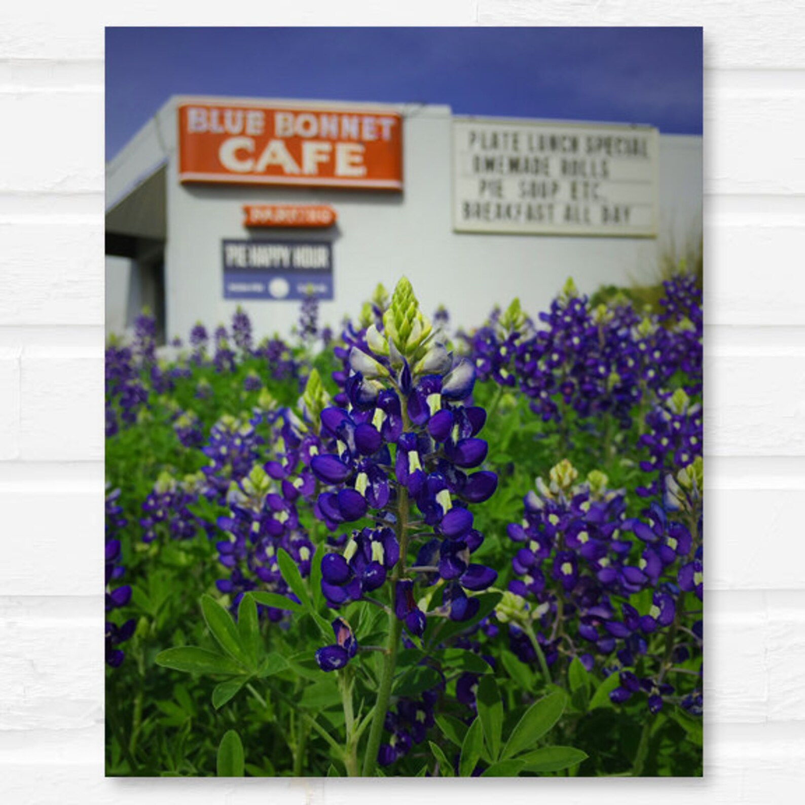 Bluebonnets and Bluebonnet Cafe Marble Falls Texas Wall Art Home Decor ...