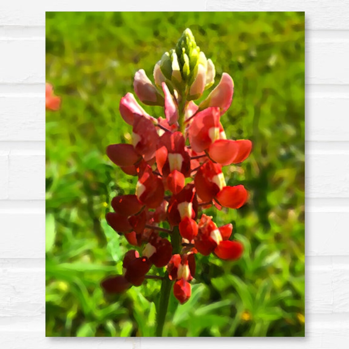 Extremely Rare Red Texas Bluebonnet Photo Art Home Decor Print - Etsy