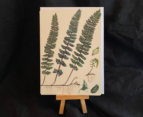Sickle Fern Notecard Fine Art Botanical Notecard | Etsy