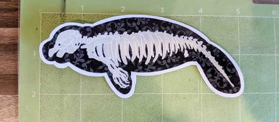 Manatee Skeleton
