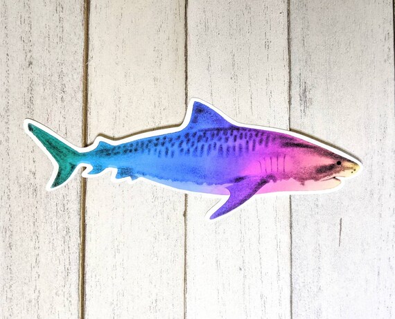 Tiger Shark Markings