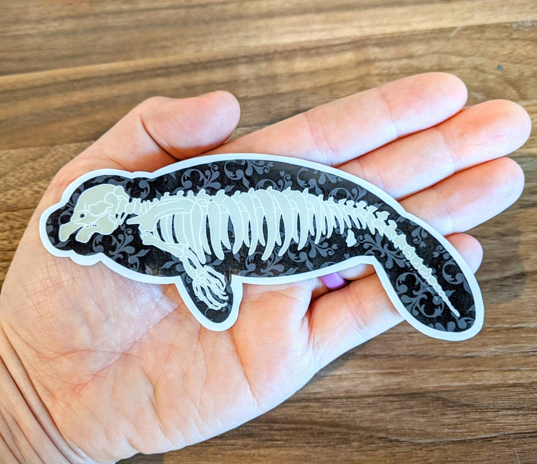 Manatee Skeleton Sticker Manatee Anatomy - Etsy