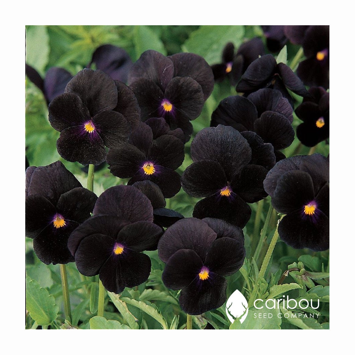 Annual | BACK TO BLACK Viola | 40-50 Seeds | Deep Black Blooms, Yellow ...