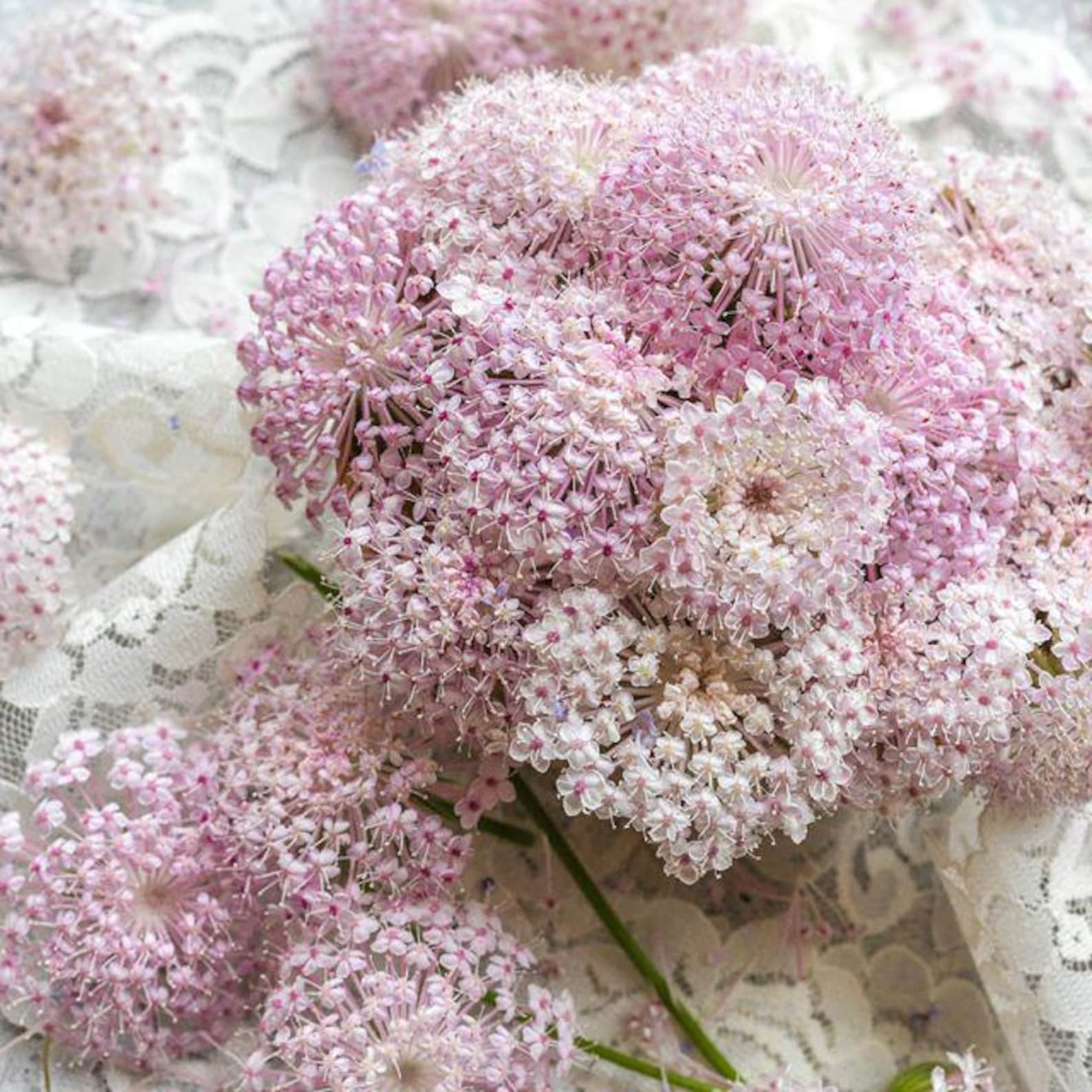 Caribou Seed Company | DIDISCUS 'pink Mix' | Lace Flower | 50-60 Seeds ...