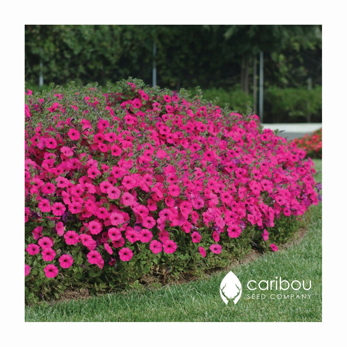 Tidal Wave Hot Pink Petunia Seeds | Trailing Spreading Annual Flower ...