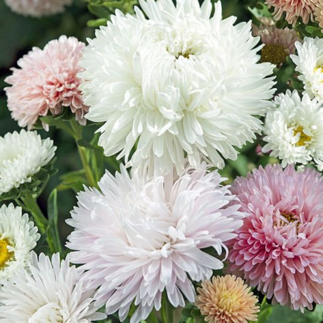 ANNUAL | Roses Mix ASTER | 40-50 Seeds | Soft Pastels | Attracts ...