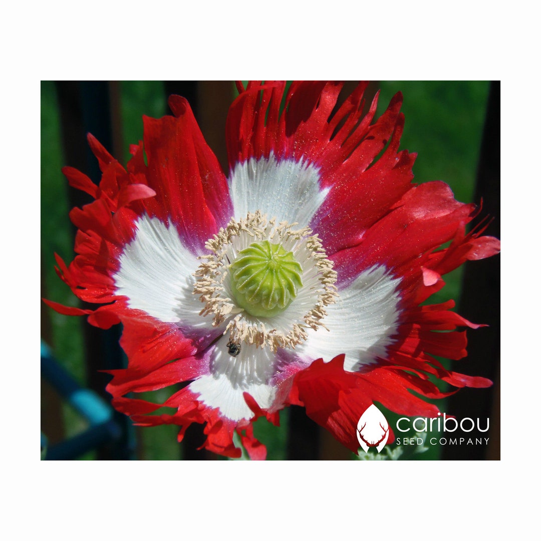 Annual: CANADIAN FLAG Poppy - 100+ Seeds, Beautiful Red & White Blooms ...