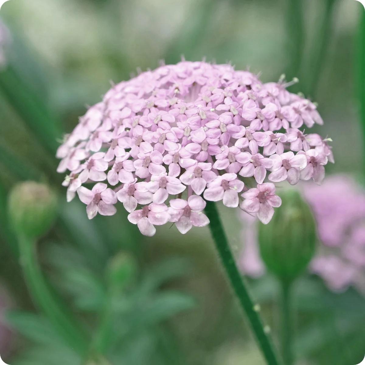 Caribou Seed Company | DIDISCUS 'pink Mix' | Lace Flower | 50-60 Seeds ...