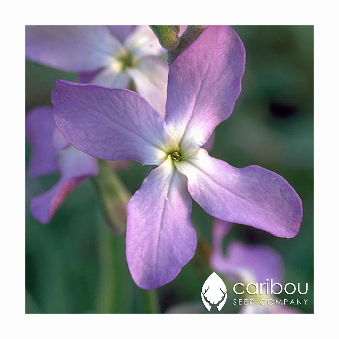 Annual | EVENING SCENTED STOCK 'matthiola' | 200 Seeds | Extremely ...