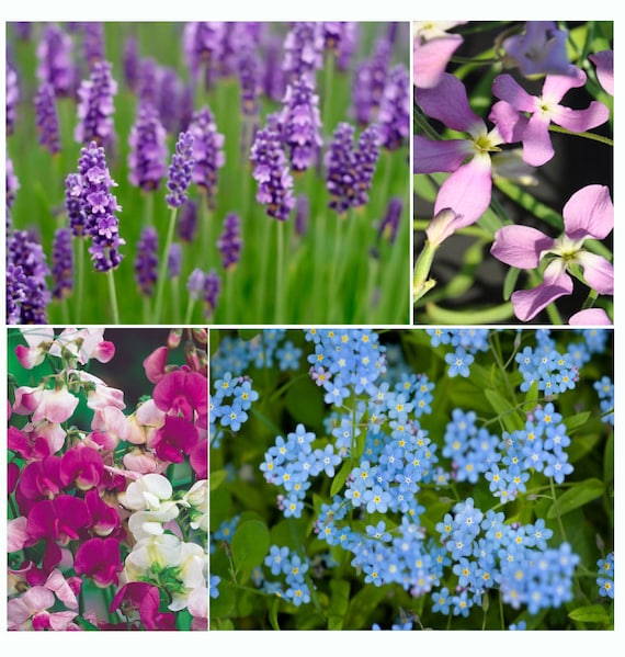 Tipi Di Fiori Viola