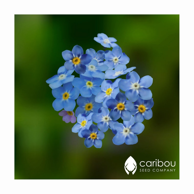 Perennial:forget-me-not 40 Seeds 'alpestris Blue - Etsy Canada