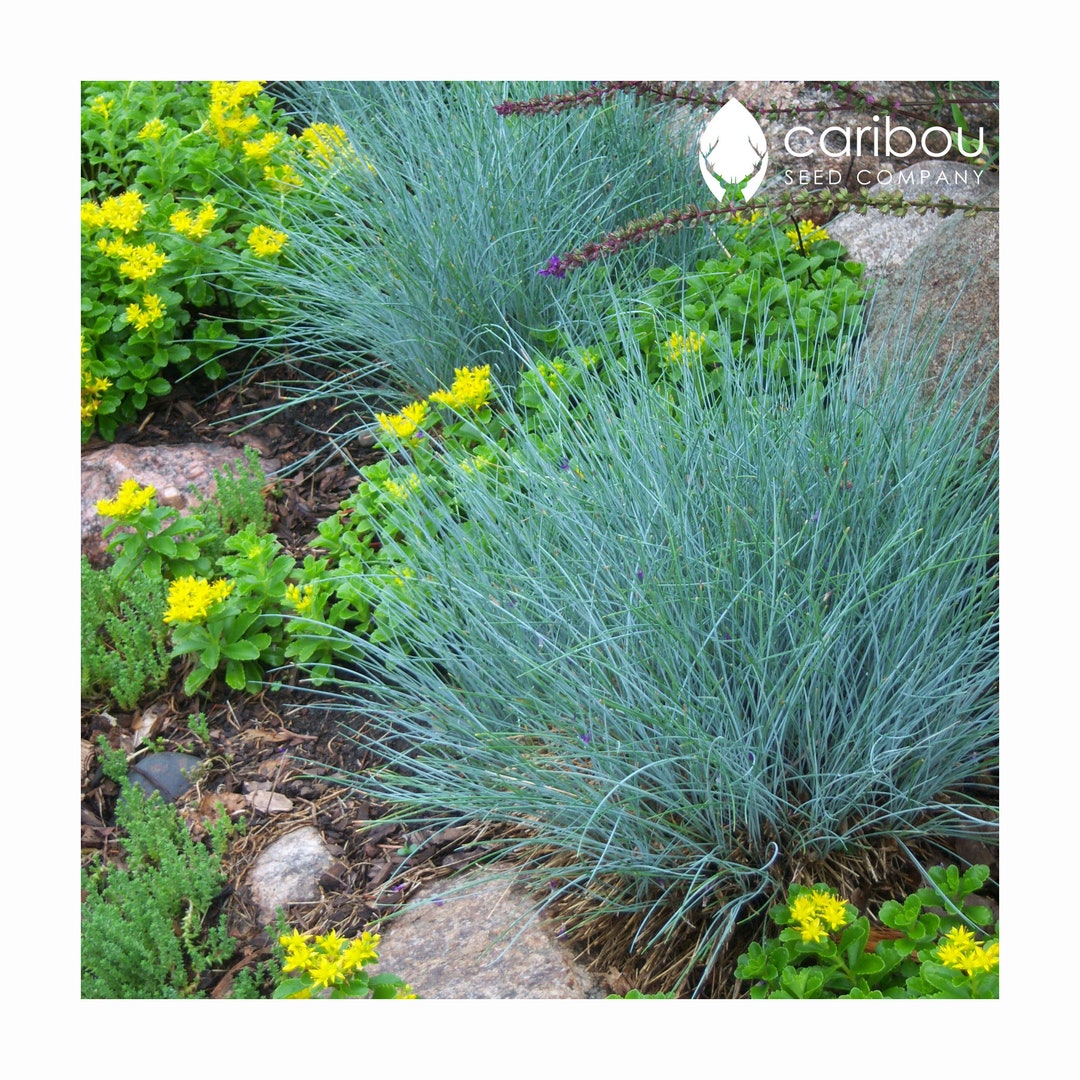 Hierba ornamental / Semilla de fescue azul / 100 semillas / Fesnea ...