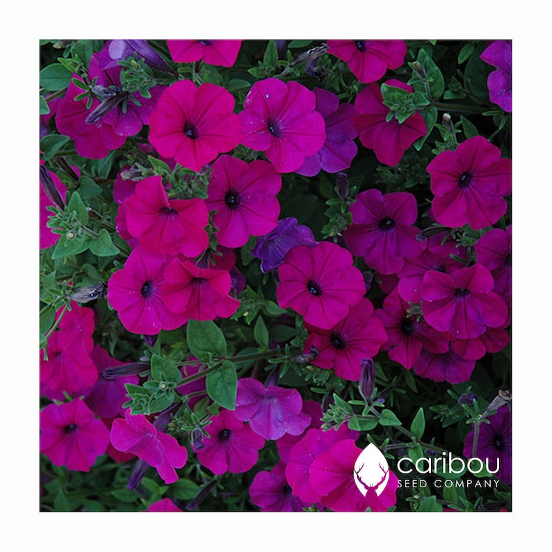 Caribou Seed Company: TIDAL WAVE 'PURPLE' Petunia - Etsy Canada