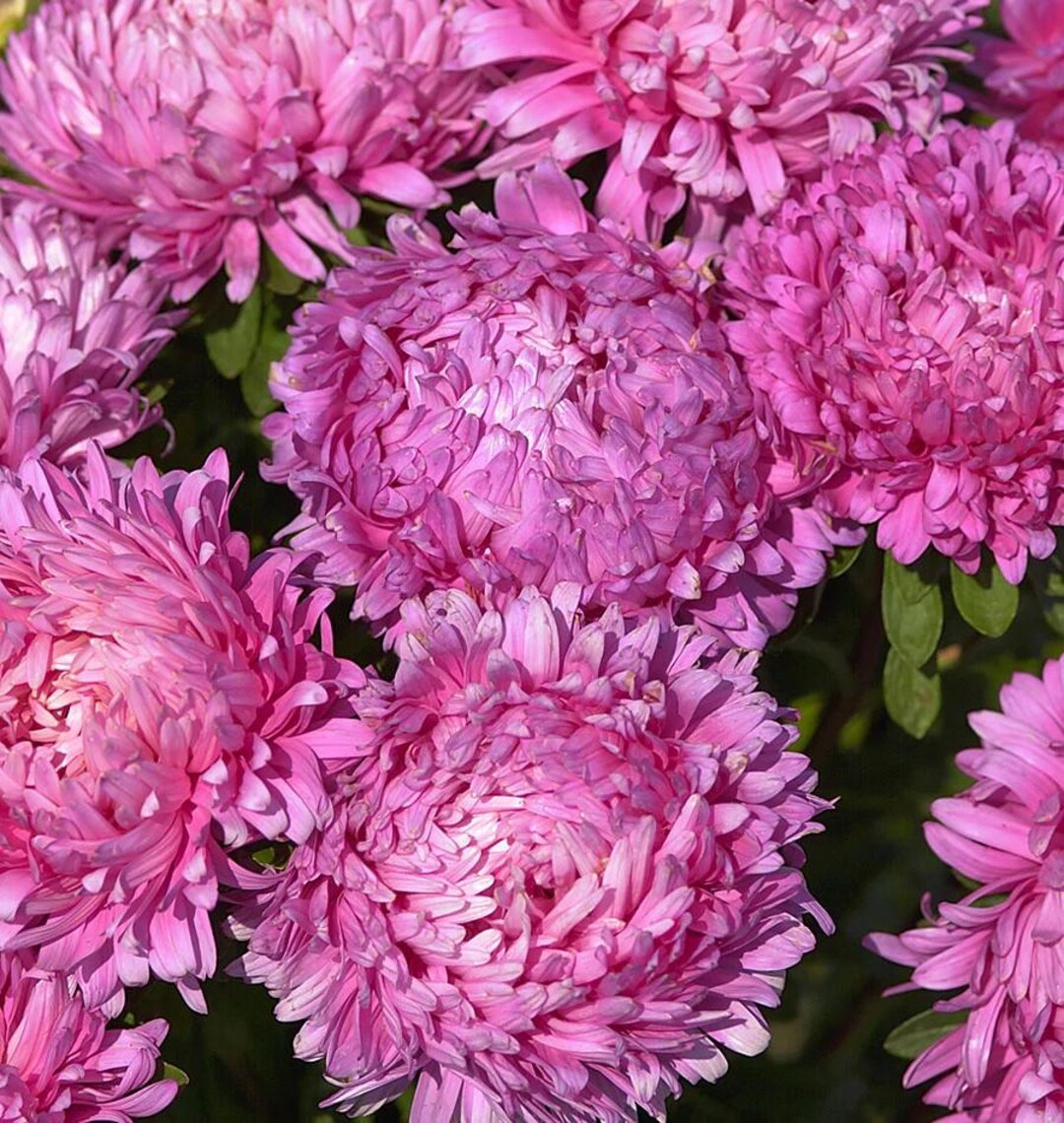 CARIBOU SEED COMPANY | Pink Aster | Annual | 50-60 Seeds | Callistephus ...