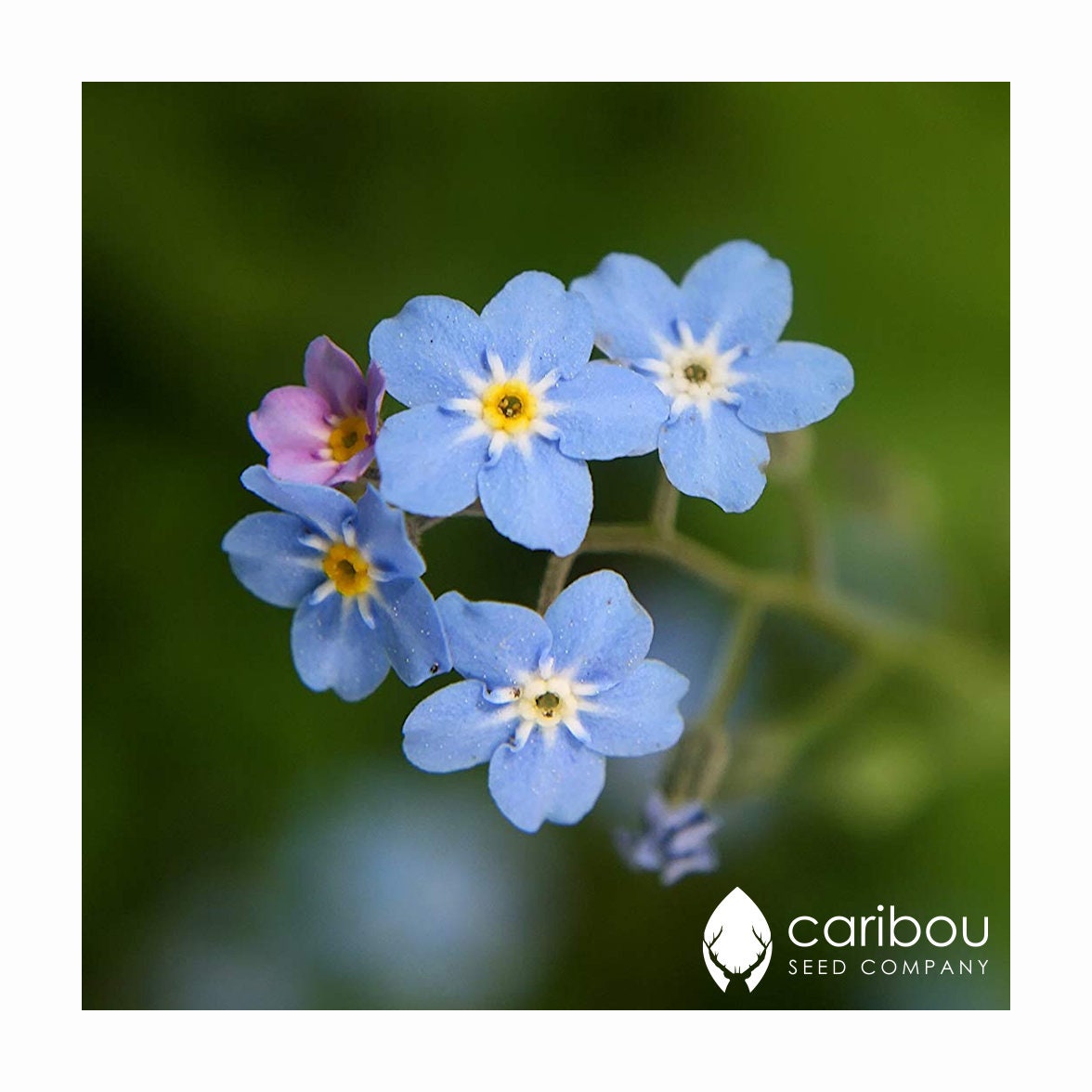 Perennial:forget-me-not 40 Seeds 'alpestris Blue - Etsy Canada