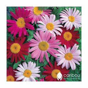PERENNIAL | PYRETHRUM DAISY | 90-100 Seeds | Chrysanthemum Robinsons ...
