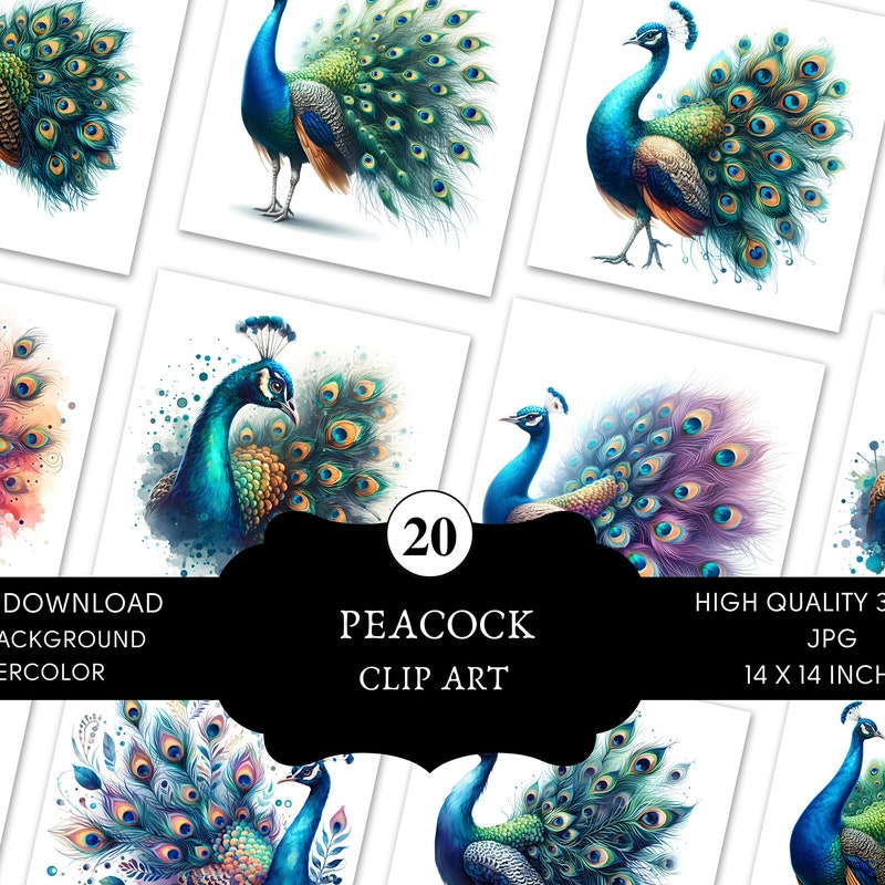 Peacock Clip Art - Etsy