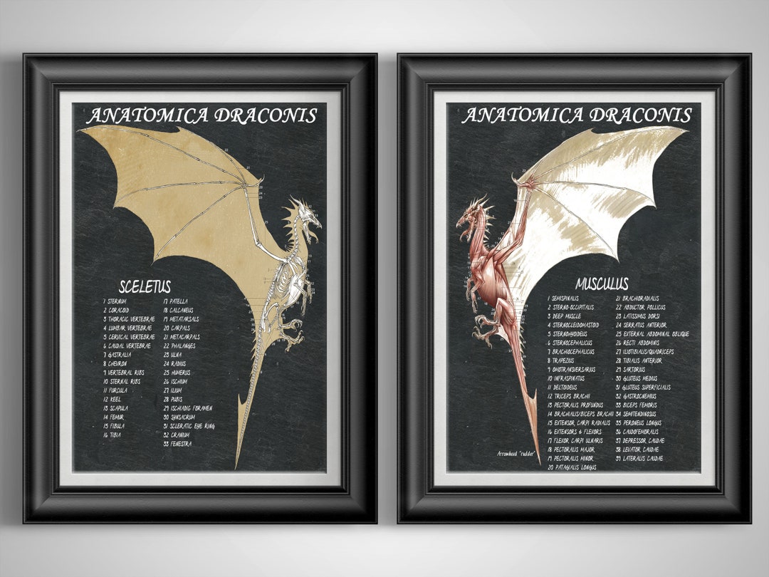 Dnd Gifts Dragon Anatomy Dnd Accessories DM Gifts Dragon Wall Decor Dnd ...