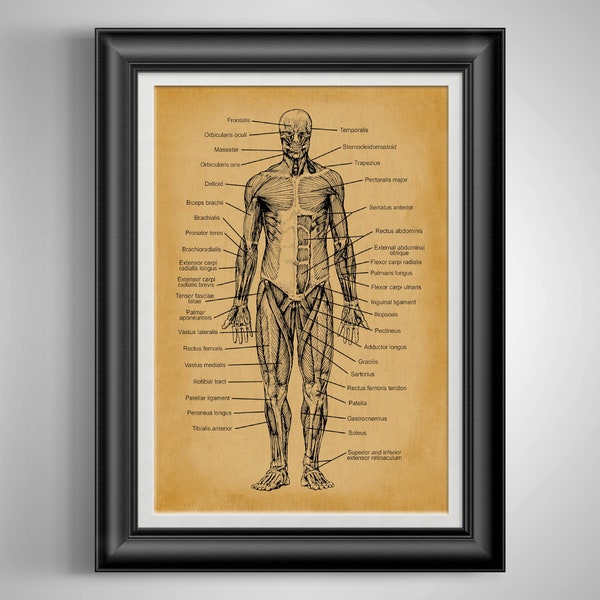 Anatomy Plates - Etsy