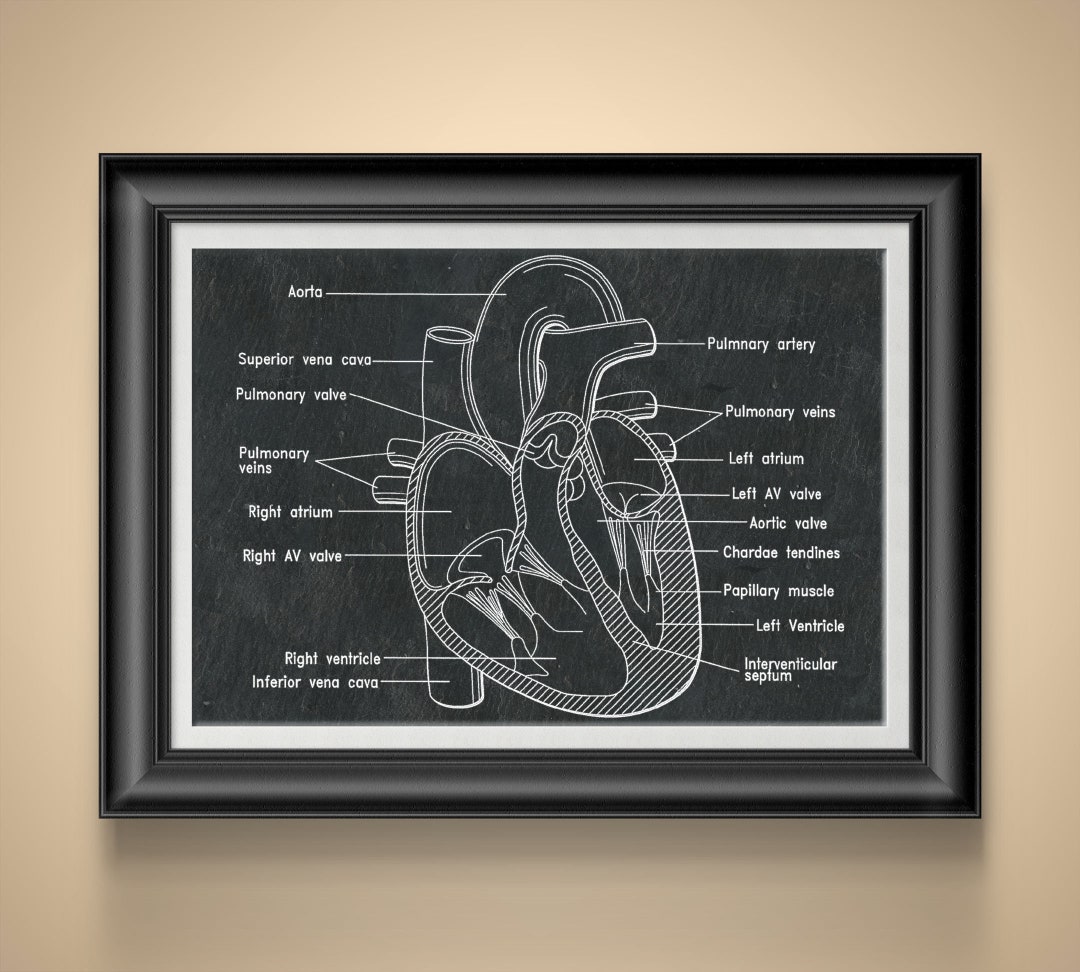 Heart Posters Anatomy Art Print Medical Student Gift Biology Poster ...