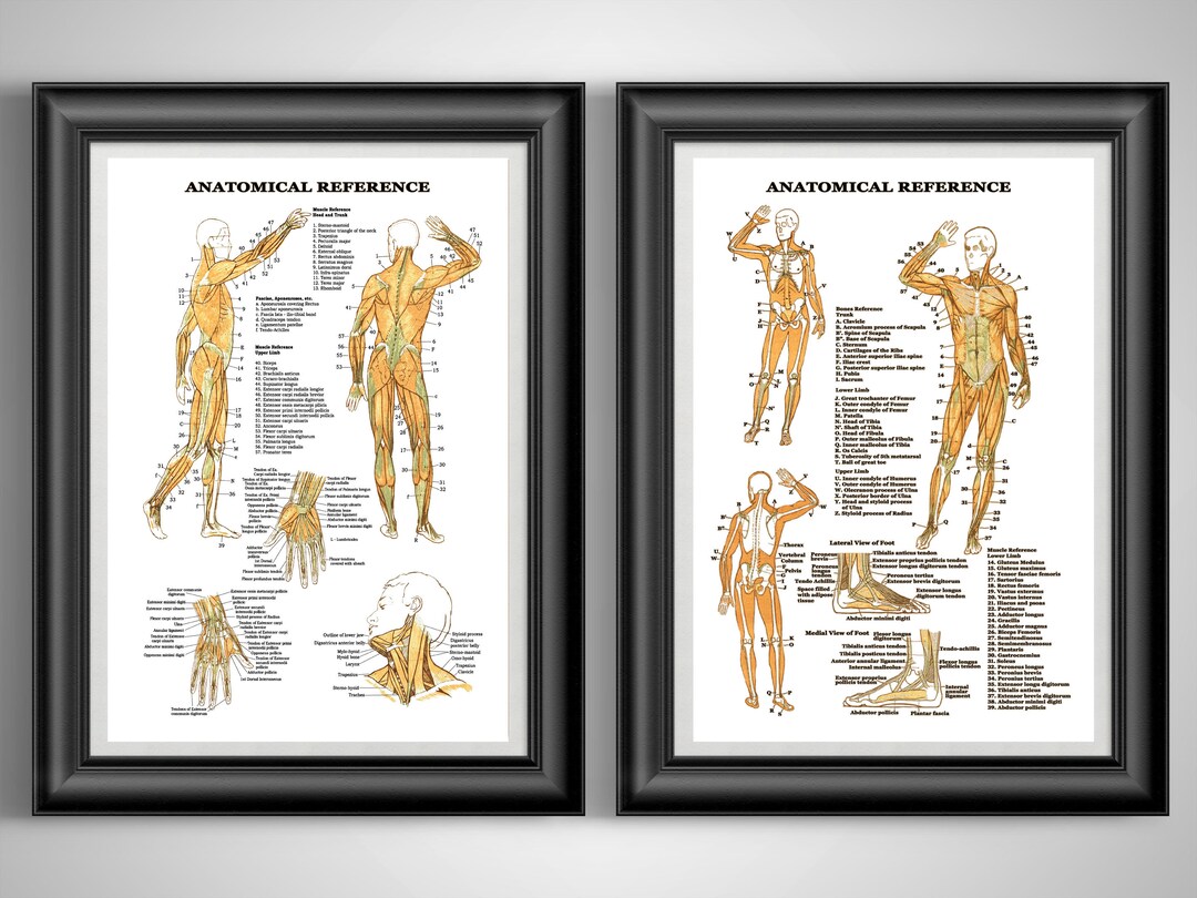 Anatomical Wall Art Set: Medical Student & Physical Therapist Gift ...