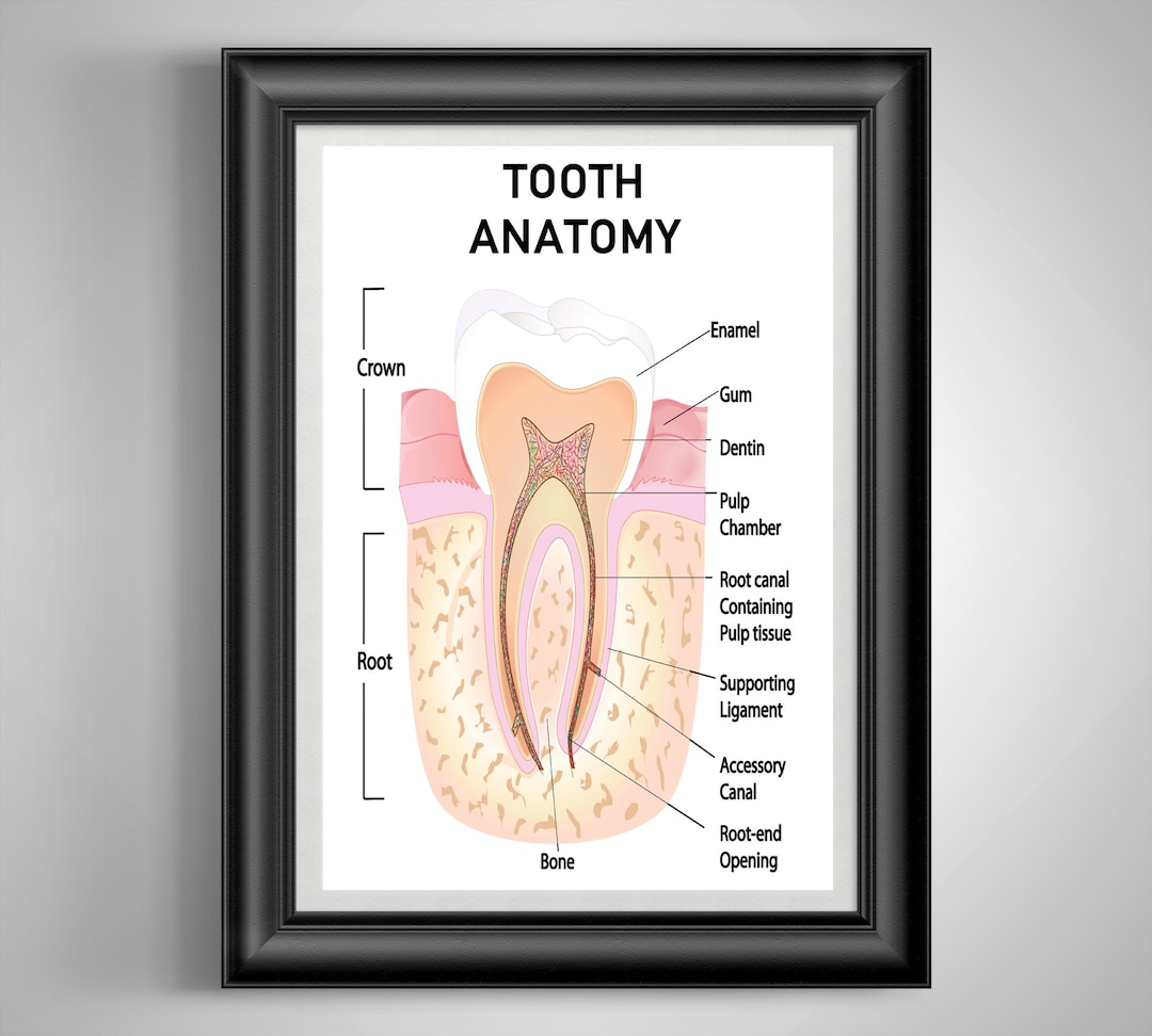 Dental Art Human Teeth Chart Dental Gifts Dentist Gifts Dental Student ...