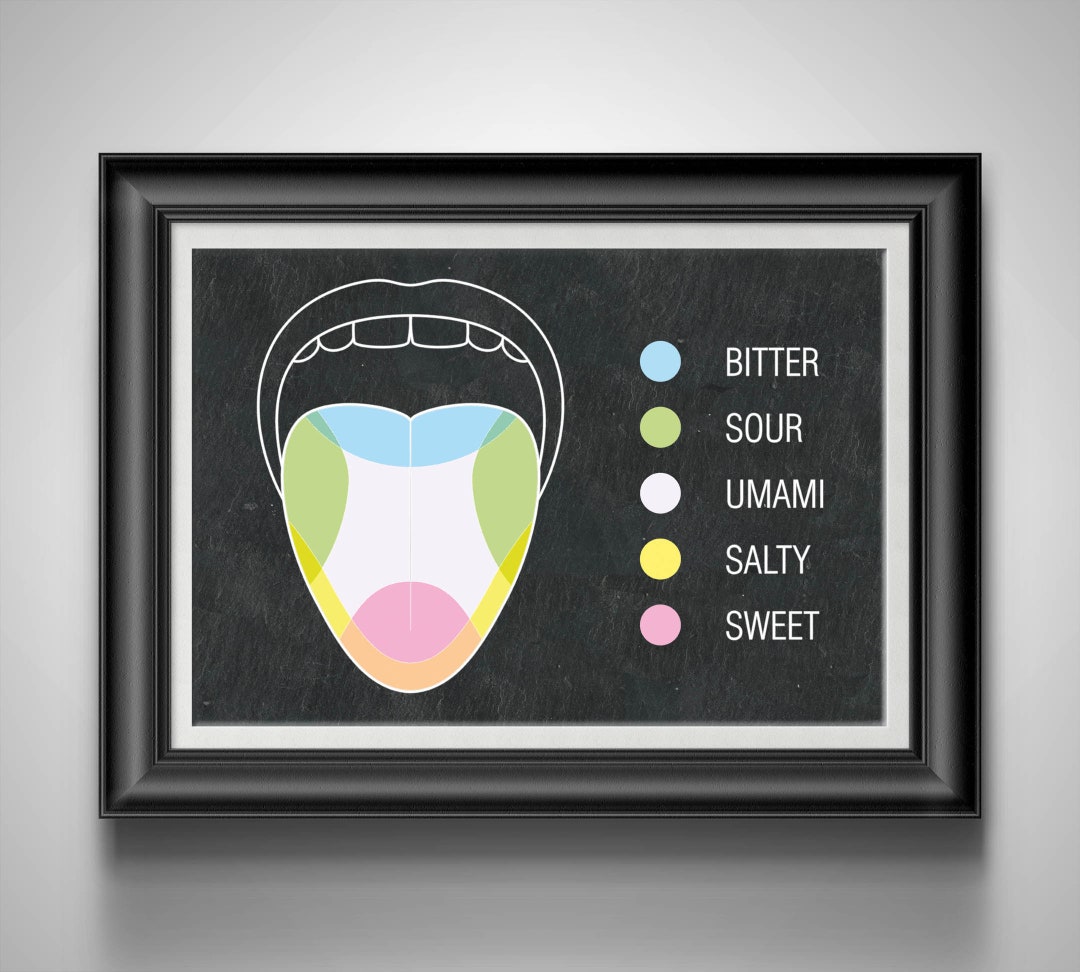 Taste Bud Diagram Taste Bud Chart Kitchen Gift for Chefs Gift for Cook ...