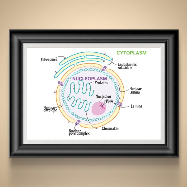 Biology Poster - Etsy